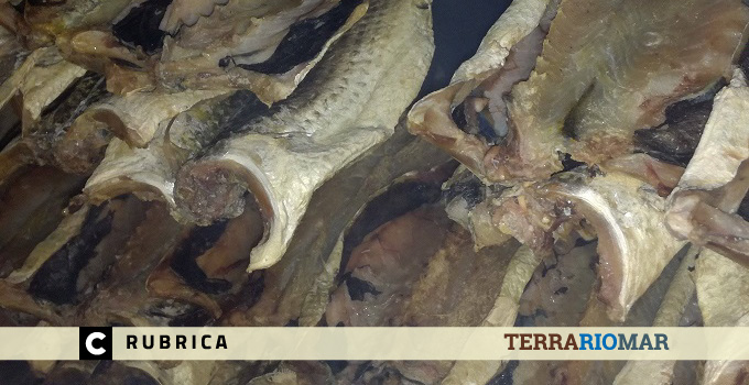 Peixe Seco do Rio Minho – Uma tradição que Seixas quer recuperar ...